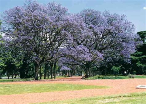 Quando Ir Aguiar Buenos Aires