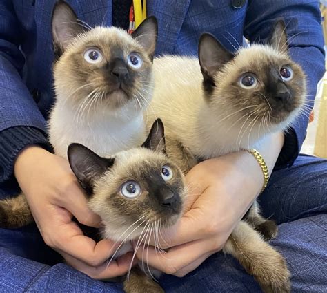 샴 여름새벽구름 하이랜드폴드책임분양 애완견책임분양 반려견책임분양 소형견키우는방법 중형견키우는방법 대형견키우는방법 미니비숑프리제키우는방법 토이푸들키우는방법 골든리트리버