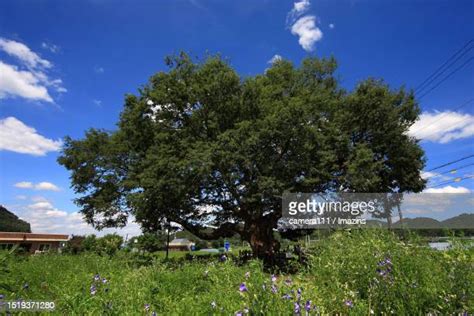 Japanese Zelkova Tree Photos And Premium High Res Pictures Getty Images