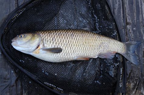James Angling Adventures A Decent Morning On The Chub Front