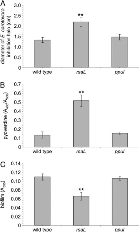 Phenotypic Effects Of Rsal And Ppui Mutations In P Putida Wcs358 A