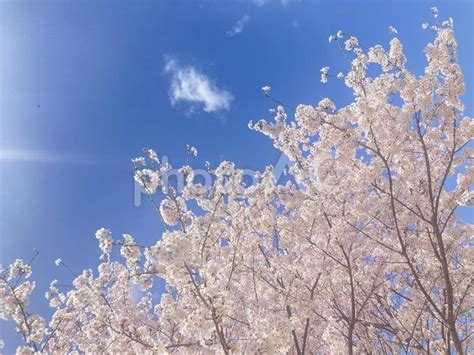 春空 No 24970901｜写真素材なら「写真ac」無料（フリー）ダウンロードok