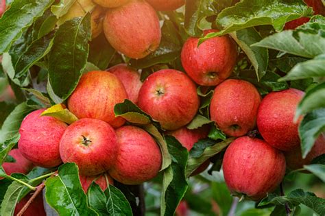 나무에 빨간 사과 수확하기 전에 사과 과수원에서 잘 익은 사과 사과 과수원 사과 바구니모닝 샷 0명에 대한 스톡 사진 및 기타 이미지 Istock