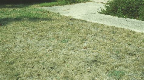Leaf Spot Melting Out Turf Disease Syngenta Turf And Landscape