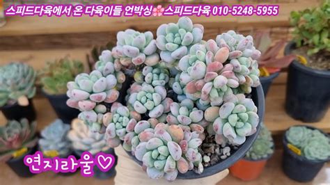 241023 🌹스피드다육에서 온 예쁜다육들 언박싱해요🌹 예쁜 연지라울 아도데스🌹오랜만에 보는 기르바의장미🌹스피드다육 010