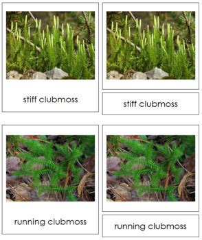 Plant Kingdom Types Of Lycopodiophyta 3 Part Cards By Montessori Print