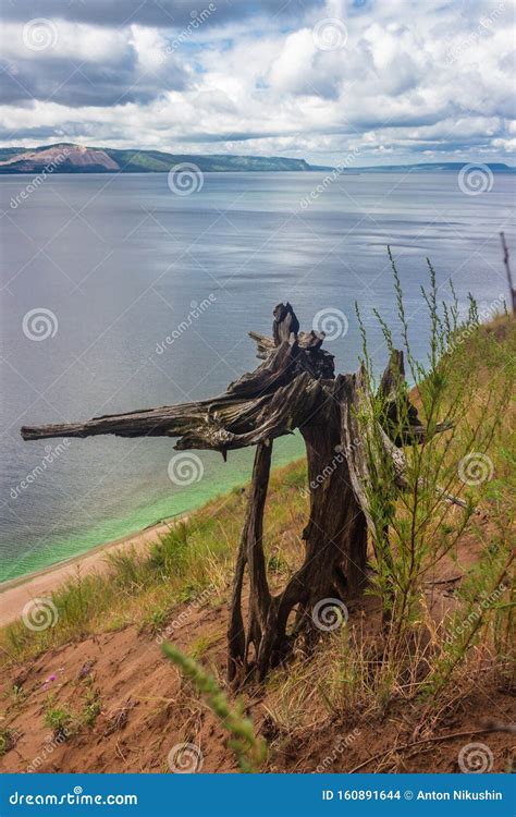 Interesting Tree Roots On A Cliff Stock Photo Image Of Russian Scenic
