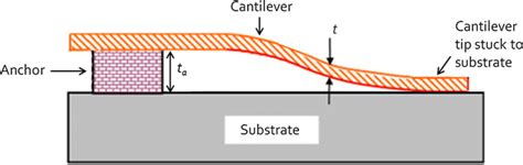 Schematic Illustration Of The Cantilever Tip Sticking To The Substrate