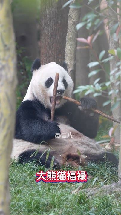 福禄宝贝今天吃播坐的有点远。愿福禄福双福菀一家健康平安。大熊猫福禄 大熊猫福双 大熊猫福菀 大熊猫福茹 Panda Youtube