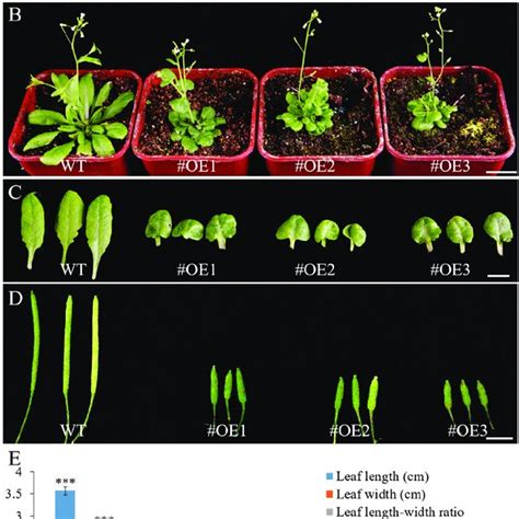 Phenotypes Of Wild Type And Transgenic Arabidopsis Overexpressing The