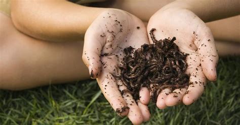 Soil Vs Dirt The Differences According To Soil Scientists