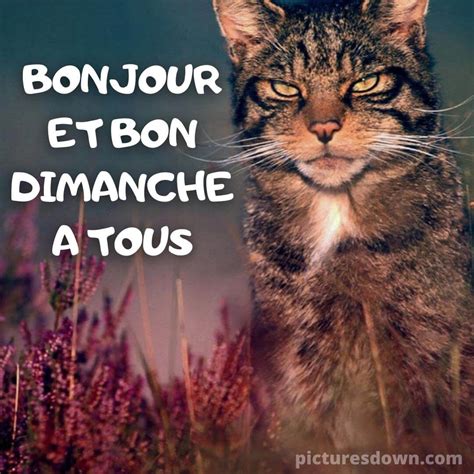 Photo Humour Bon Dimanche Chat Sombre