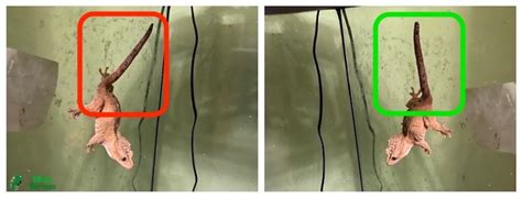 Understanding Crested Gecko Tail Drop And What To Do More Reptiles