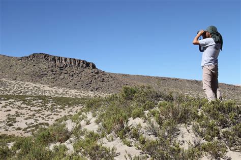 Si Queremos Conservar Al Puma También Debemos Cuidar A Sus Presas Principales” Héctor Luque