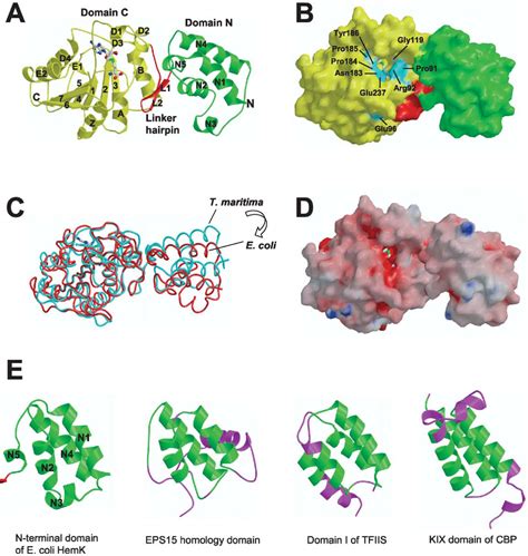 Figure 1 From Structural Characterization And Comparative Phylogenetic Analysis Of Escherichia