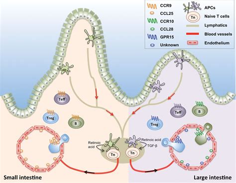 Microbiota Host Interactions In Mucosal Homeostasis And Systemic Autoimmunity