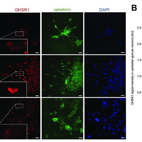 Hypoxia Imposed On Dissociated Cerebellar Granule Neurons Stimulated