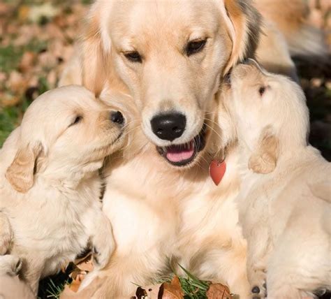 Do Mom Dogs Love Their Puppies
