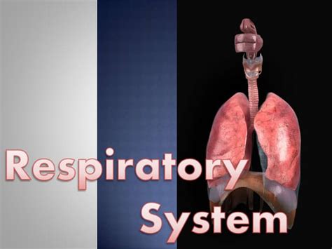 Respiratory System Grade 9 Sciencepptx