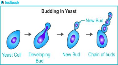 Studying Binary Fission In Amoeba And Budding With The Help Of Prepared Slides
