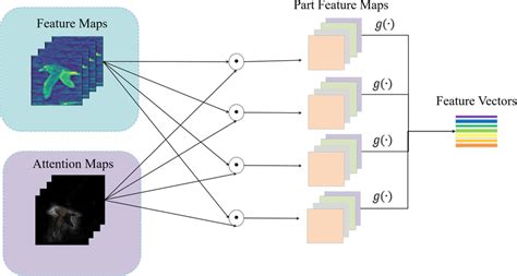 The Illustration Of Bilinear Attention Pooling Download Scientific Diagram