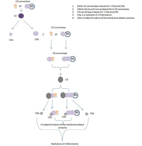 Complement System Mini Review Bio Rad Complement System Immunology System