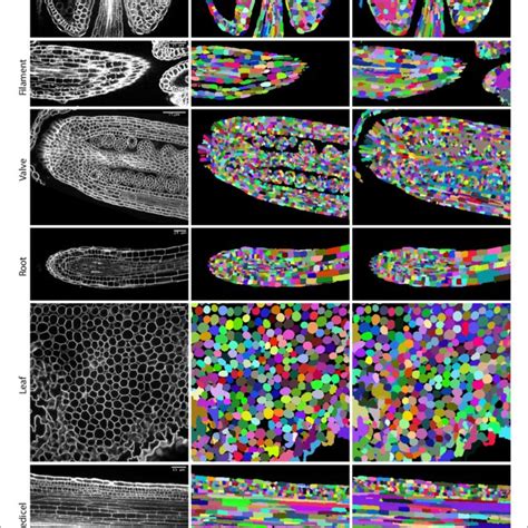 Plantseg Segmentation Of Different Plant Organs Of The 3d Digital