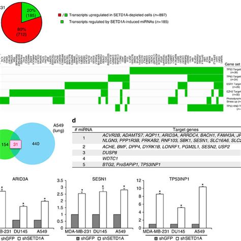 Btg2 Expression Is Regulated By Setd1a A Knockdown Of Setd1a