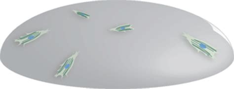 Keratocyte Alignment And Ecm Production Under Influence Of In Vivo Like Cues