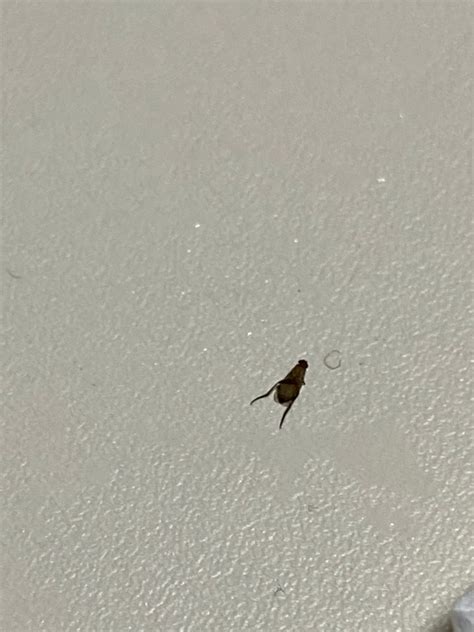 이 날파리 종류가 뭔가요 지식in