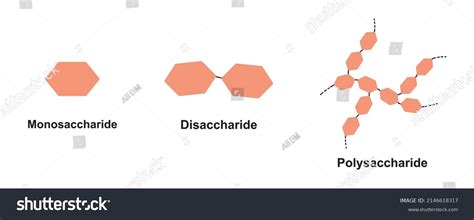 Monosaccharide Molecule