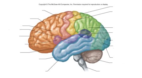 Brain Part 1 Diagram Quizlet