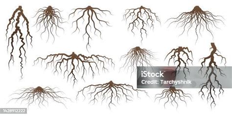 다양한 갈색 나무 또는 관목 뿌리 식물의 일부 나무 그루터기가있는 뿌리 시스템 Dendrology 우디 식물에 대한 연구 스케치 드로잉 벡터 일러스트 레이 션 0명에 대한