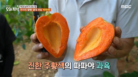 생방송 오늘 저녁 천사의 열매 열대 과일 파파야🧡 Mbc 240619 방송 Youtube