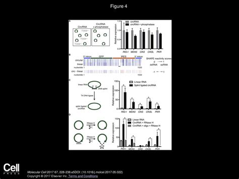 Sensing Self And Foreign Circular Rnas By Intron Identity Ppt Download