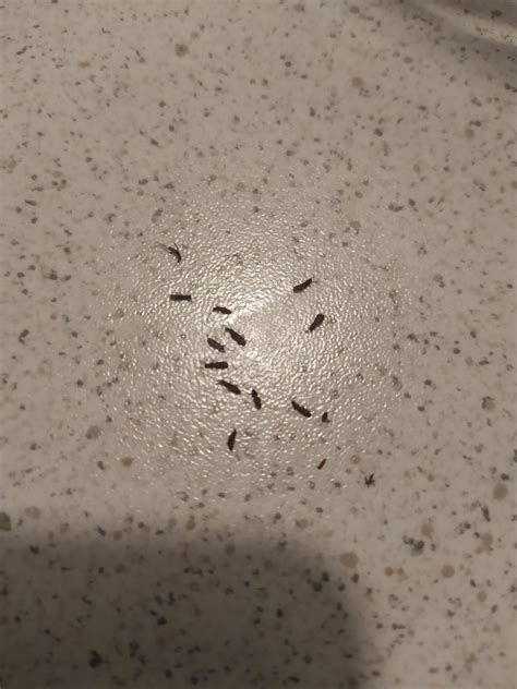 Bug Infested Rice From Biedronka Rpoland