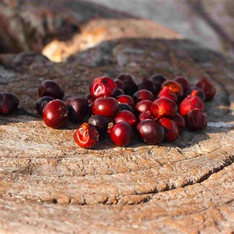 Vino Artesanal De Corozo En San Pedro Consolado Radio Nacional De