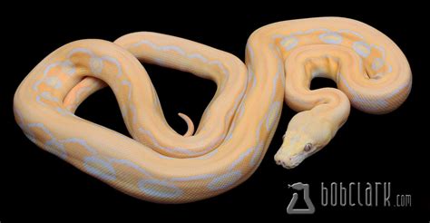 Pythons And Reptiles For Sale Bob Clark