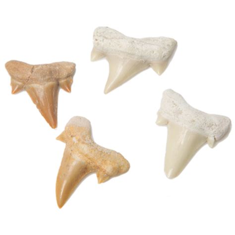 Shark Fossils