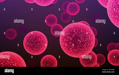 Streptococcus Bacteria Streptococcus Species Are Responsible For