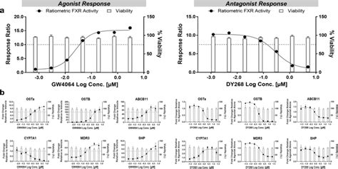 Fxr Reporter And Target Gene Assay Optimization Of The Gw4064 Spike In