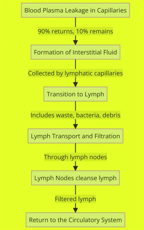 Lymph Flow Chart