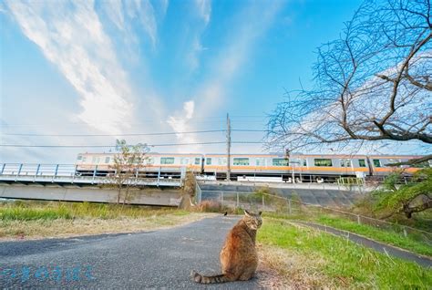 つきのさばくの徒歩写真ブログ 列車と猫