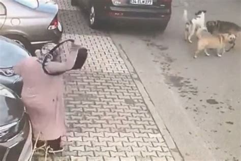 İstanbul da kalabalık köpek grubu yaşlı kadına saldırdı Güncel