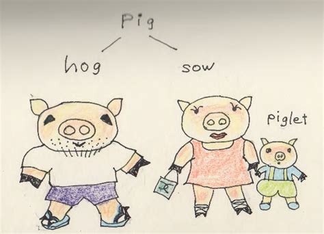 Sow
