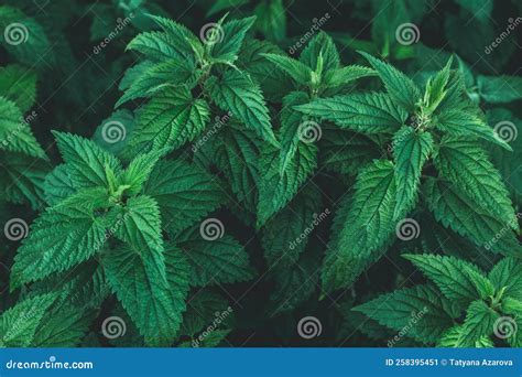 Common Nettle Bushes Outdoors Urtica Dioica Stinging Nettles Plant