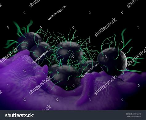 3d Rendering Neisseria Gonorrhoeae Bacteria Stock Illustration 640972318
