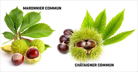 Châtaigne Ou Marron Comment Peut On Les Distinguer