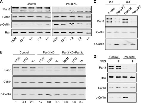 Loss Of Par 3 Leads To Elevated Levels Of Phospho Cofilin A Mdck