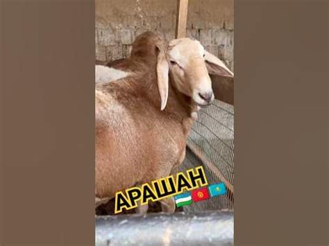 АРАШАН | КОЧКОР | 🇰🇿🇰🇬🇺🇿 - YouTube
